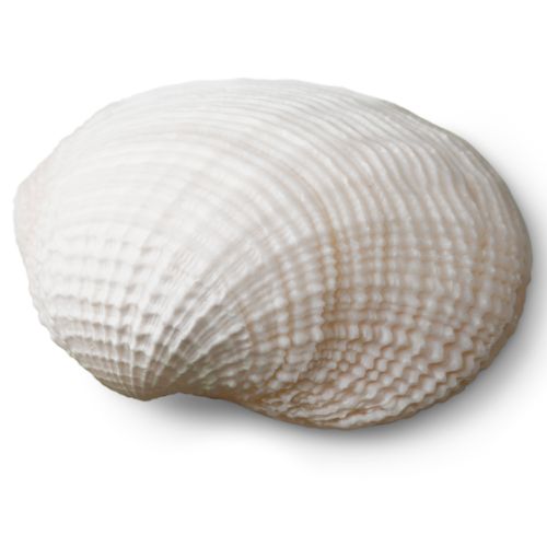 Shop Authentic African Animal Shells for Crafts and Décor