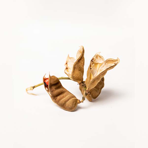 Organic Red Gunja Seeds (Abrus Seeds) | 100% Pure from Africa