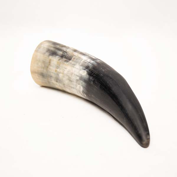 Natural Cow Ox Horn | Buy Raw Cow Horn from Africa Today